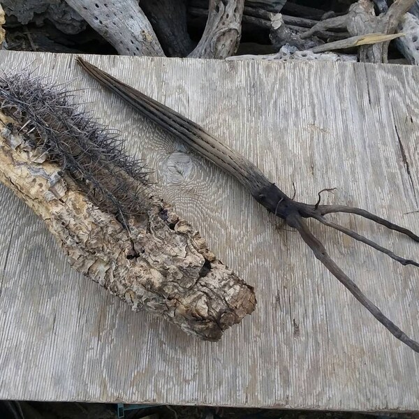 Cactus Skeleton - Etsy