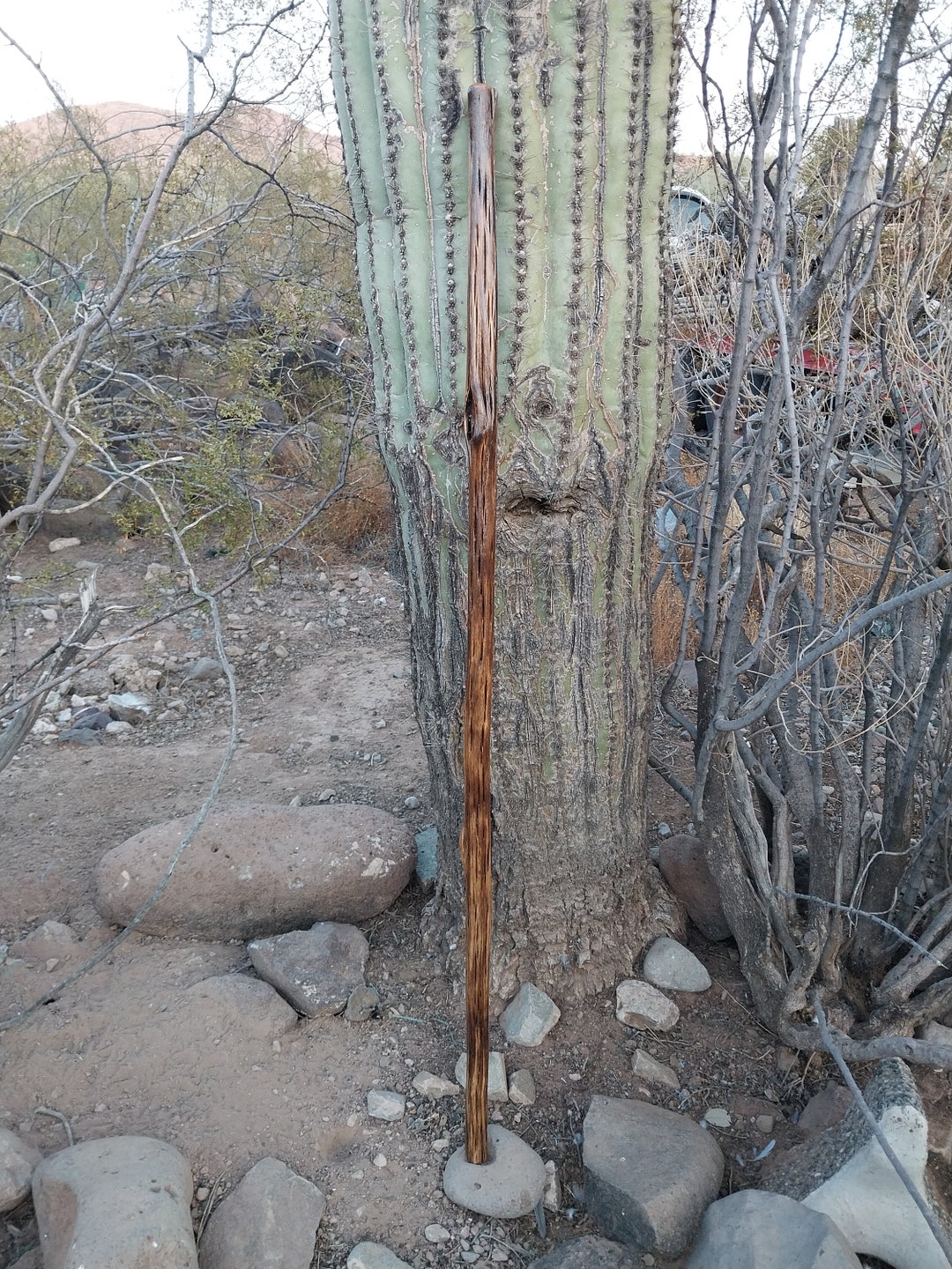 Saguaro Cactus Wood Walking Stick, - Etsy