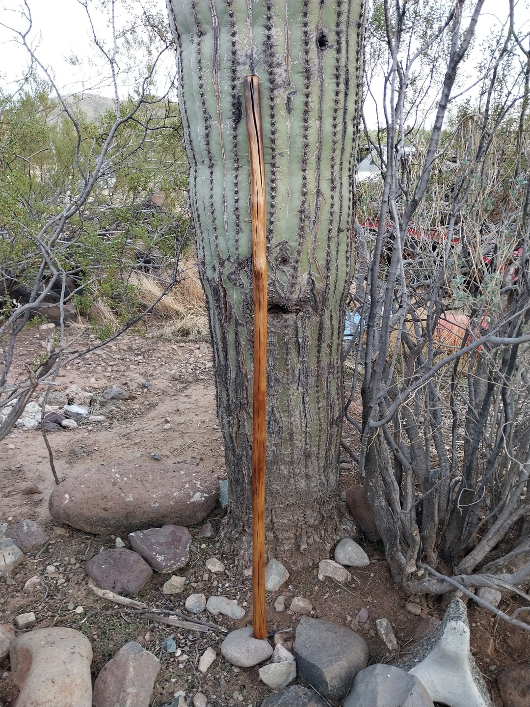 Saguaro Cactus Wood Walking Stick, - Etsy