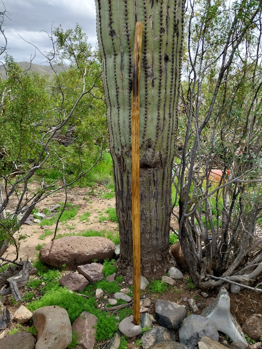 Saguaro Cactus Wood Walking Stick, - Etsy