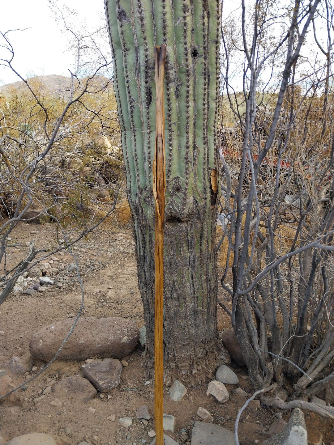 Saguaro Cactus Wood Walking Stick, - Etsy