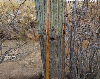 Saguaro Cactus Wood Walking Stick, - Etsy