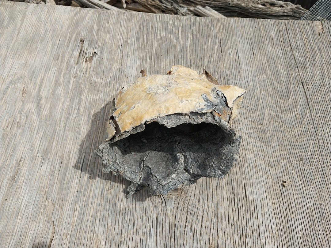 Saguaro Cactus Boot, - Etsy