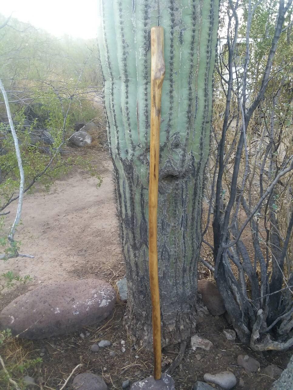 Neat saguaro cactus wood walking stick | Etsy