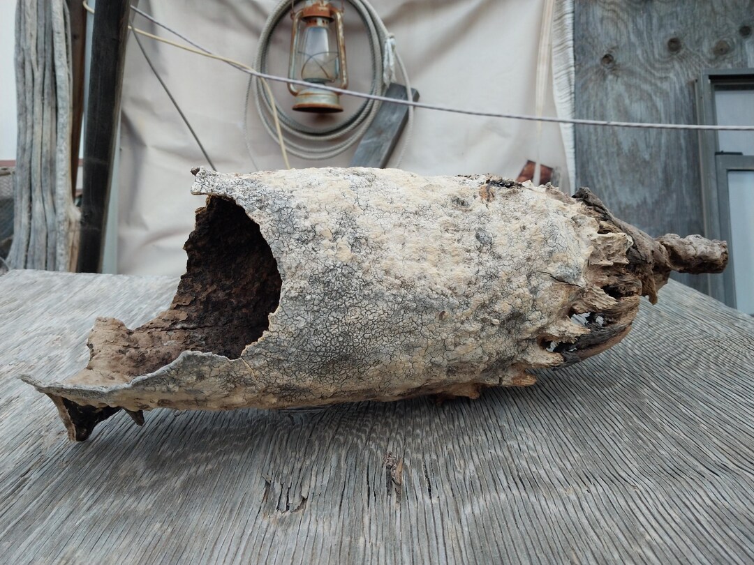 Saguaro Cactus Boot, - Etsy