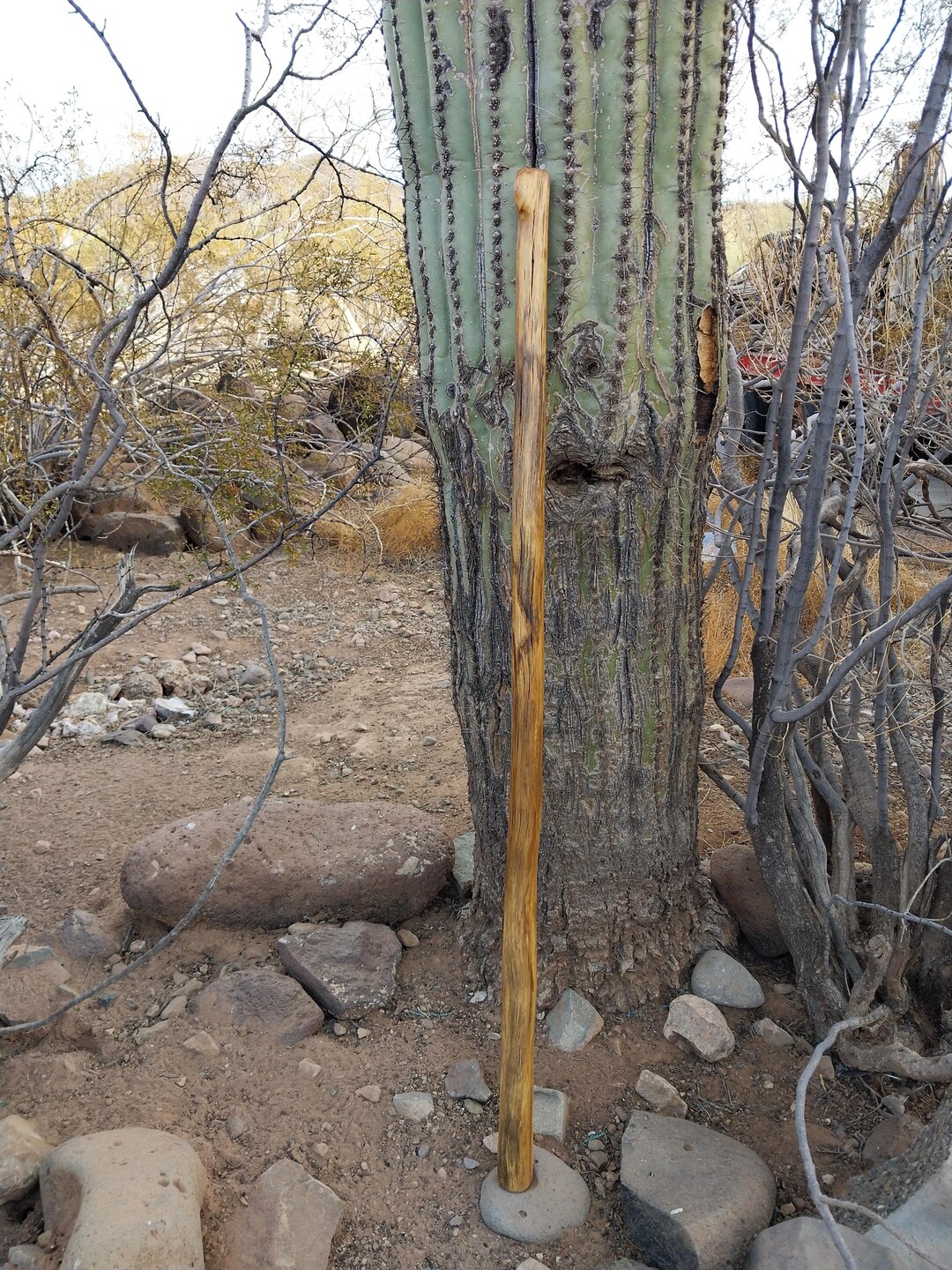 Saguaro Cactus Wood Walking Stick, - Etsy