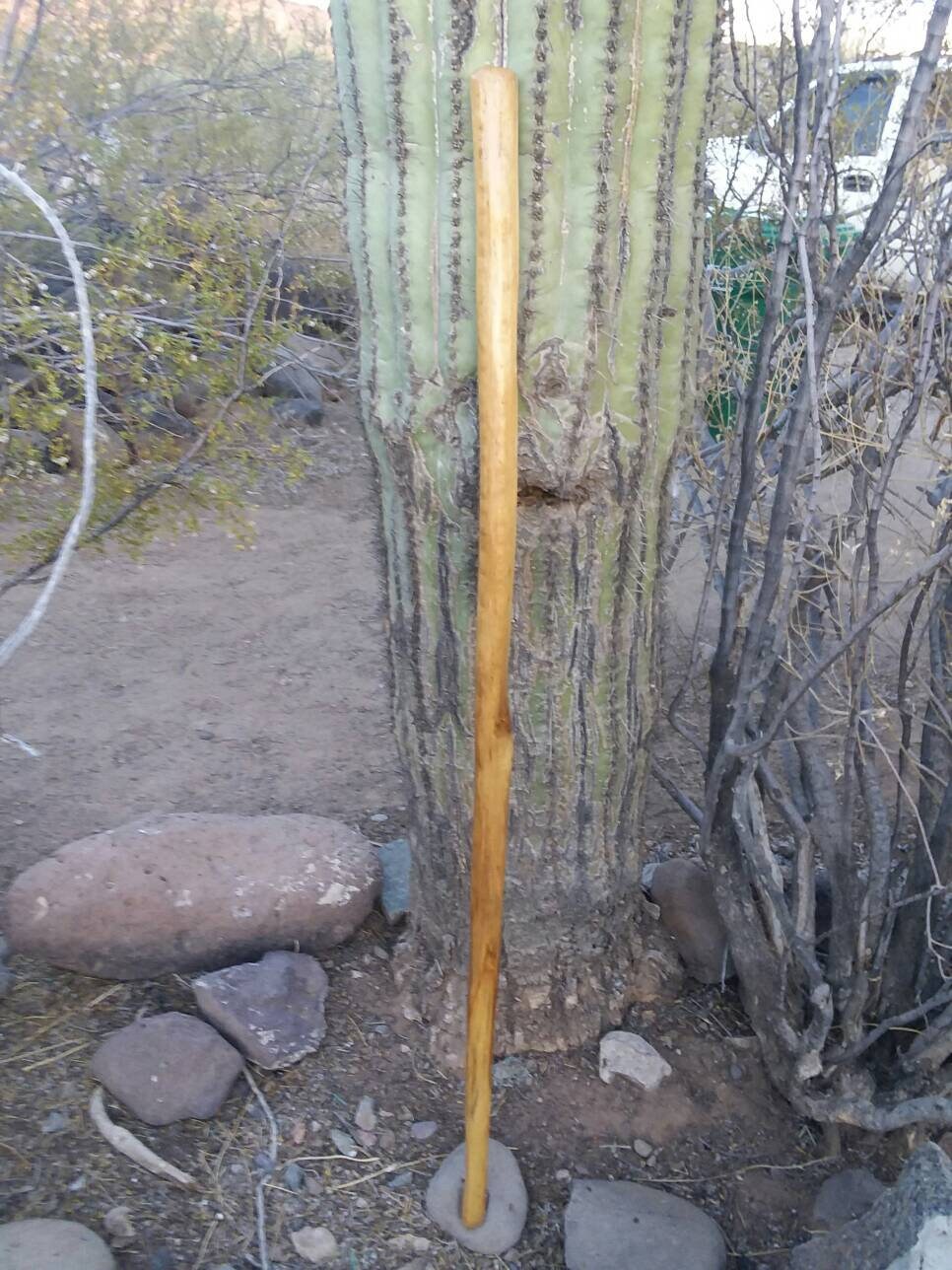 Neat Saguaro Cactus Wood Walking Stick - Etsy UK