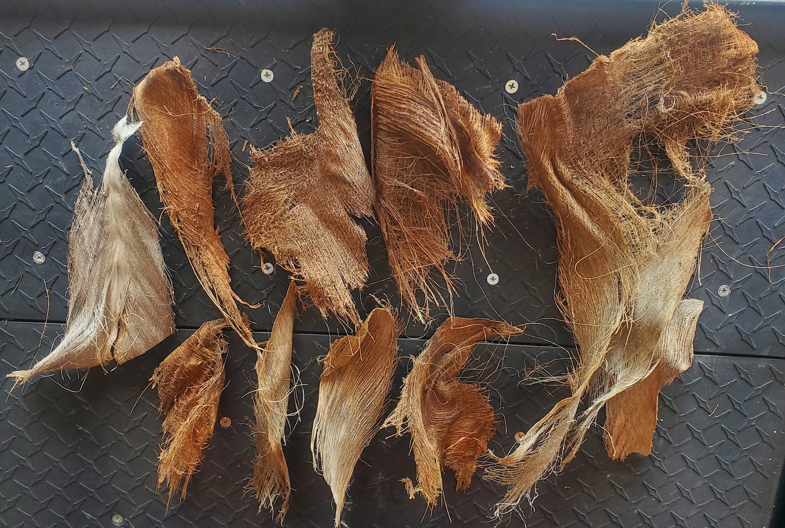 Natural Coconut Palm Tree Bark Fiber - Etsy