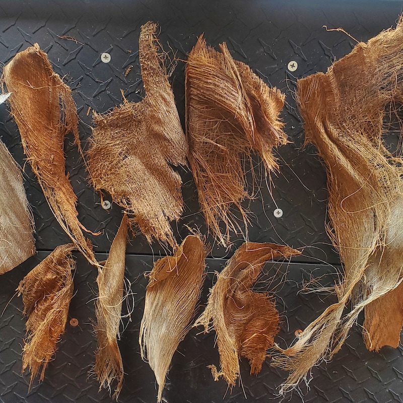 Palm Husk - Etsy