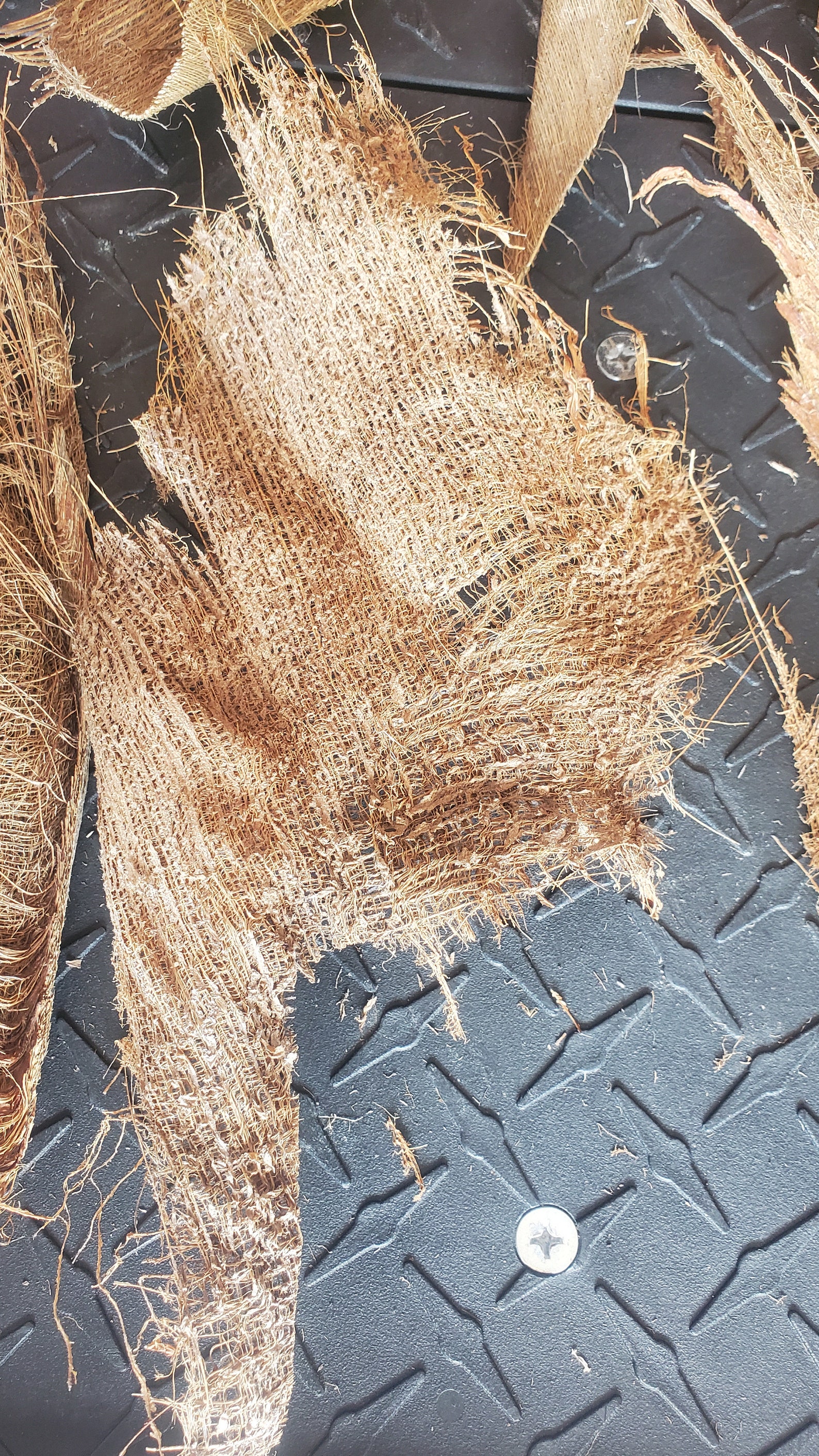 Natural Coconut Palm Tree Bark Fiber - Etsy