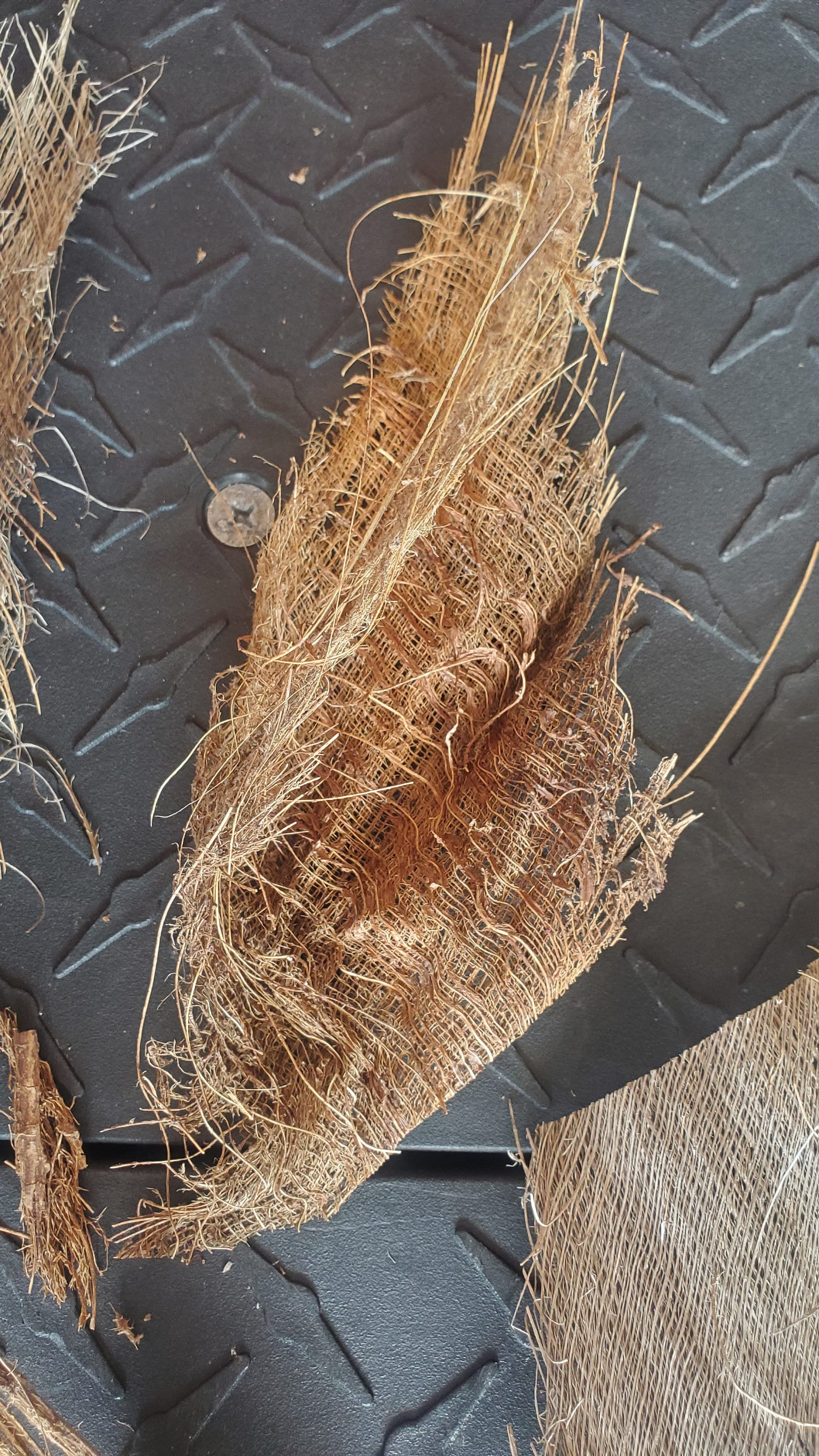 Natural Coconut Palm Tree Bark Fiber - Etsy