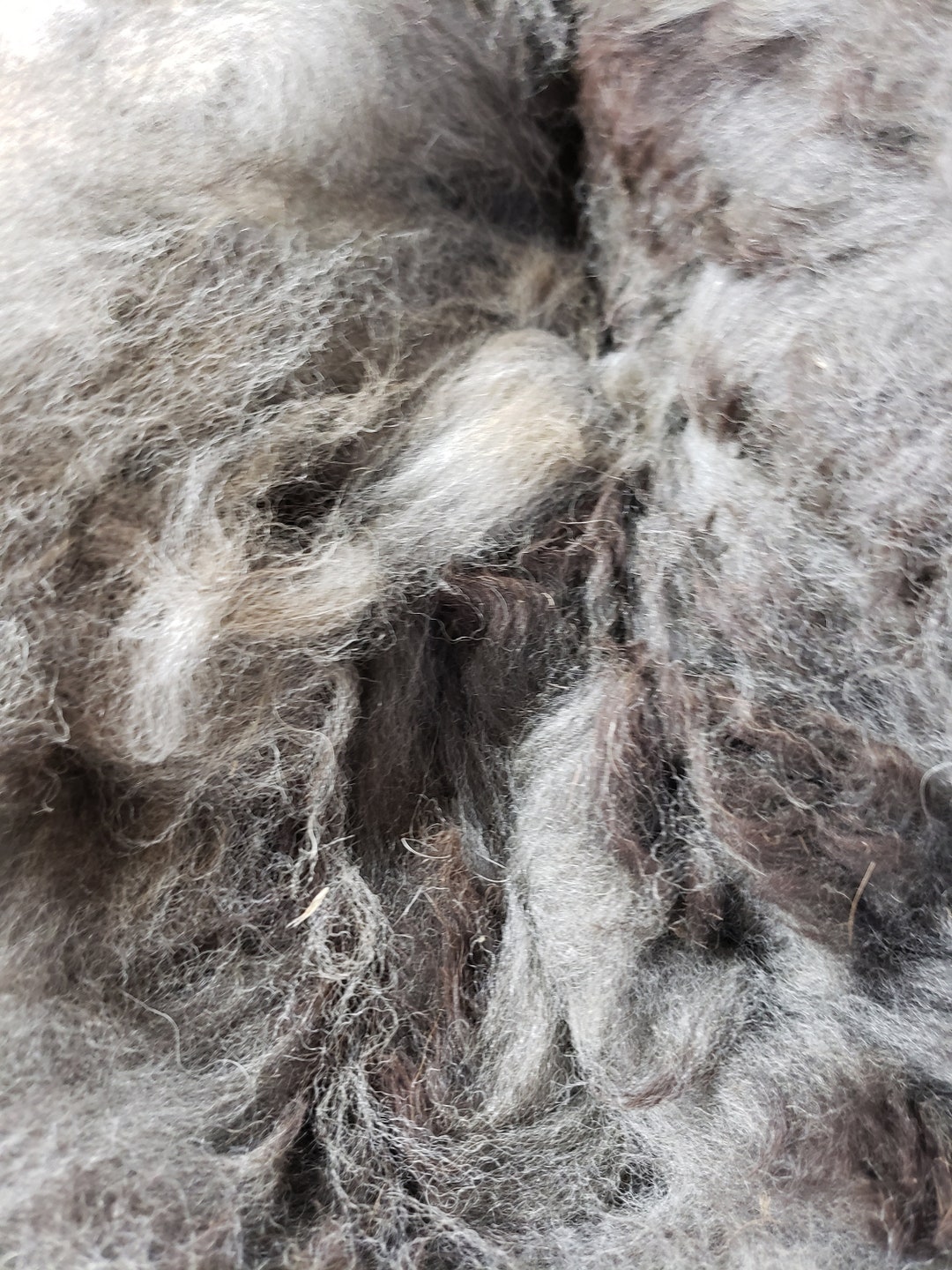 Raw Alpaca Fiber - Silver Gray 3 Lb 15 Oz 4" Staple Length - Etsy