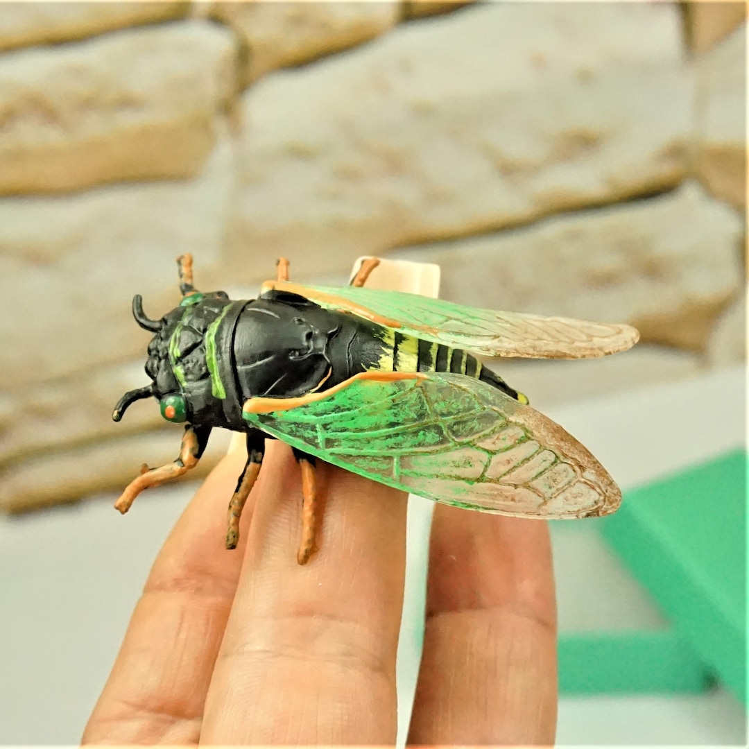 REAL SIZE CICADA, Gift in Box for Kids - Etsy