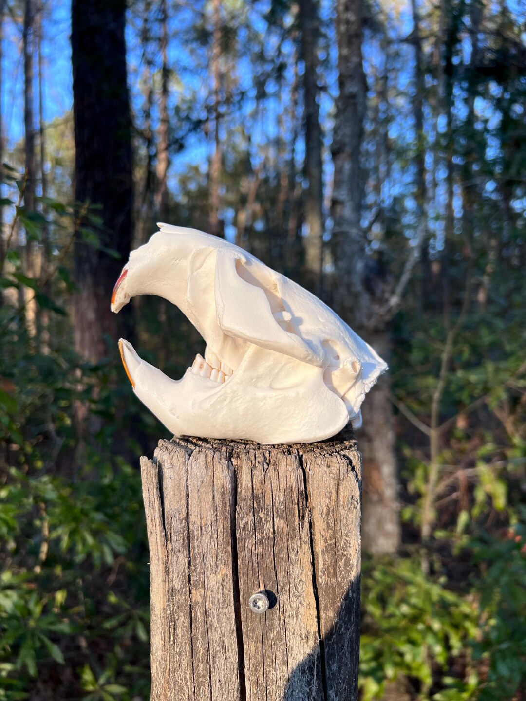 Beaver Skull Grade A North American - Etsy