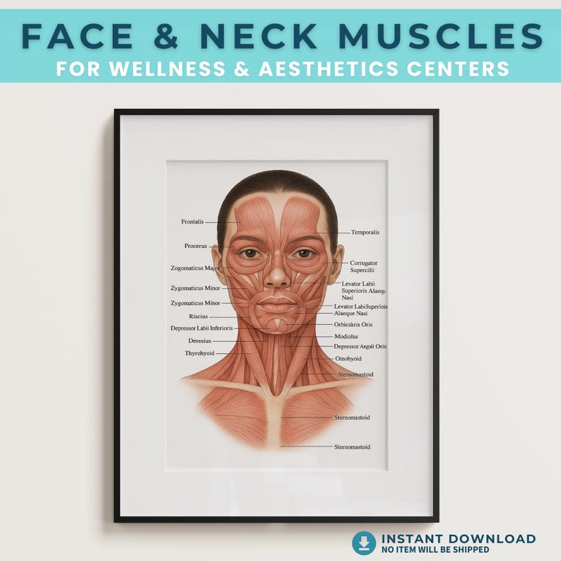 Facial Muscle Anatomy Poster Face and Neck Muscles Chart Printable ...