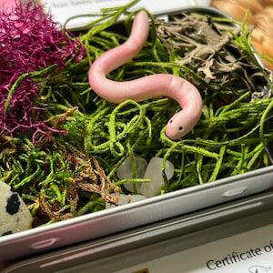 Adopt a Worm, Snail, Snake or Slug/ Adopt a Pet / Pet Worm / Earthworm ...