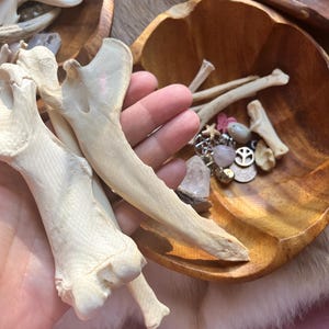 Large Bone Throwing Set / Crystals / Animal Bones / Sea Shells / Witchy Divination / Osteomancy ...