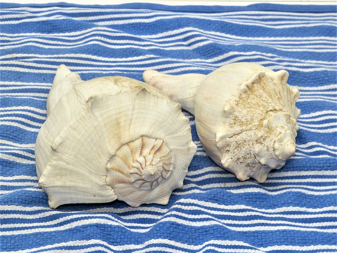 Pair of Large Whelk Shells Beach Decor Left and Right Hand - Etsy