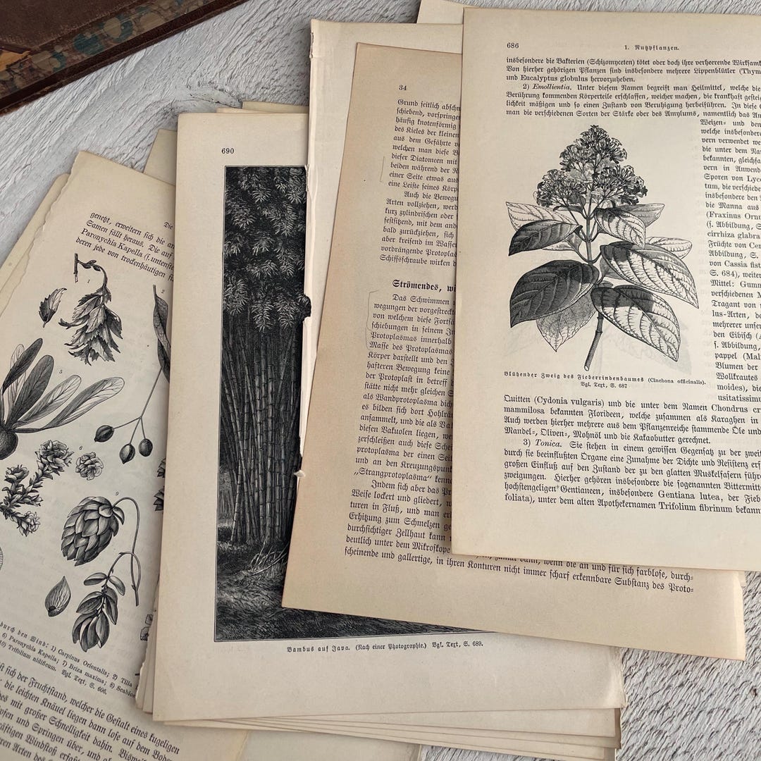 Antique Illustrated Nature Science Book Pages - 30 Sheets - German ...