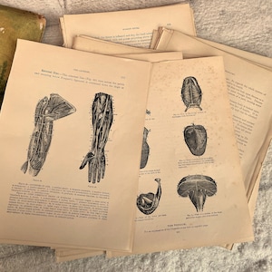 Antique 1901 Medical Book Pages, Large Paper Bundle for Crafts ...
