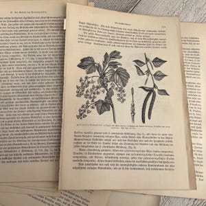 Antique Illustrated Nature Science Book Pages - 30 Sheets - German ...