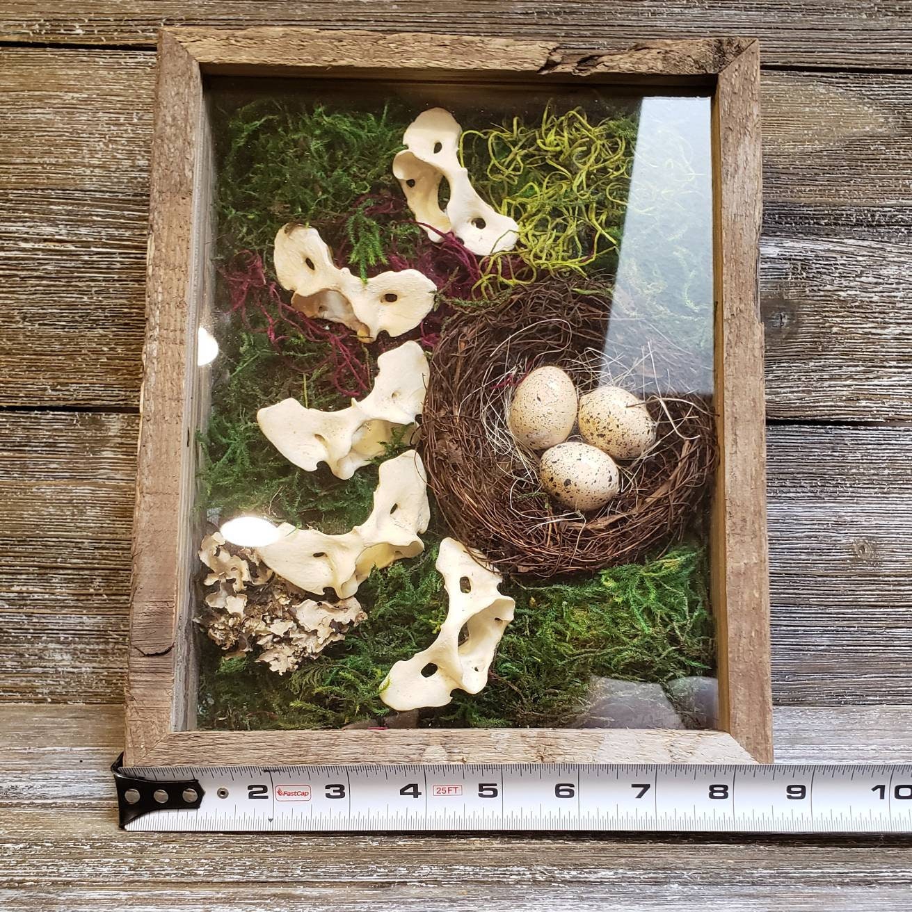 Art of Decay 2 : Coyote Vertebrae Moss Bird Nest | Etsy