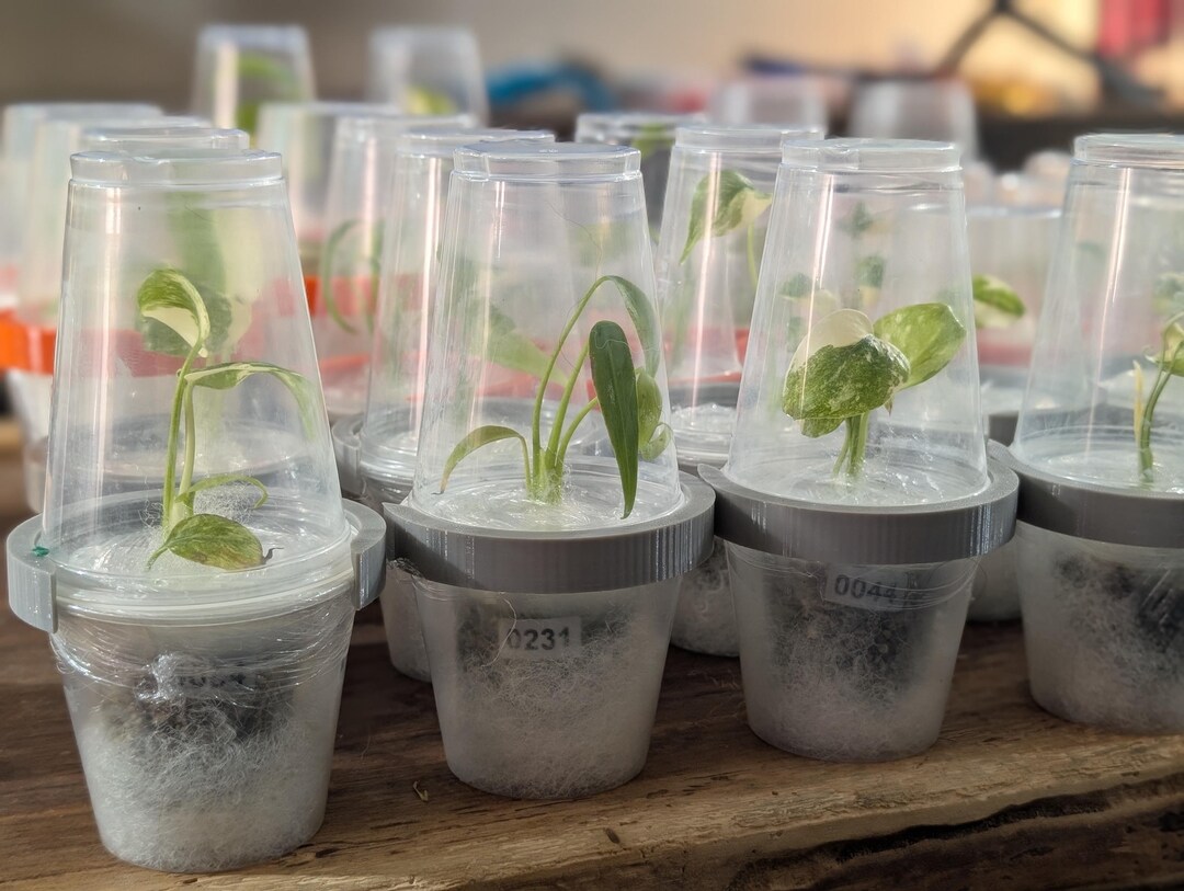 Plant Shipping Container Corm Cup Tissue Culture Acclimation 10pc ...