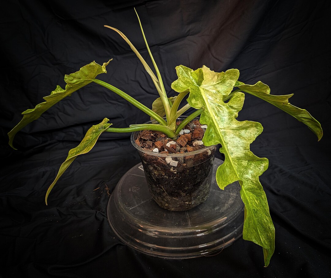 Philodendron Bob Cee Variegated - Actual Plant - Etsy