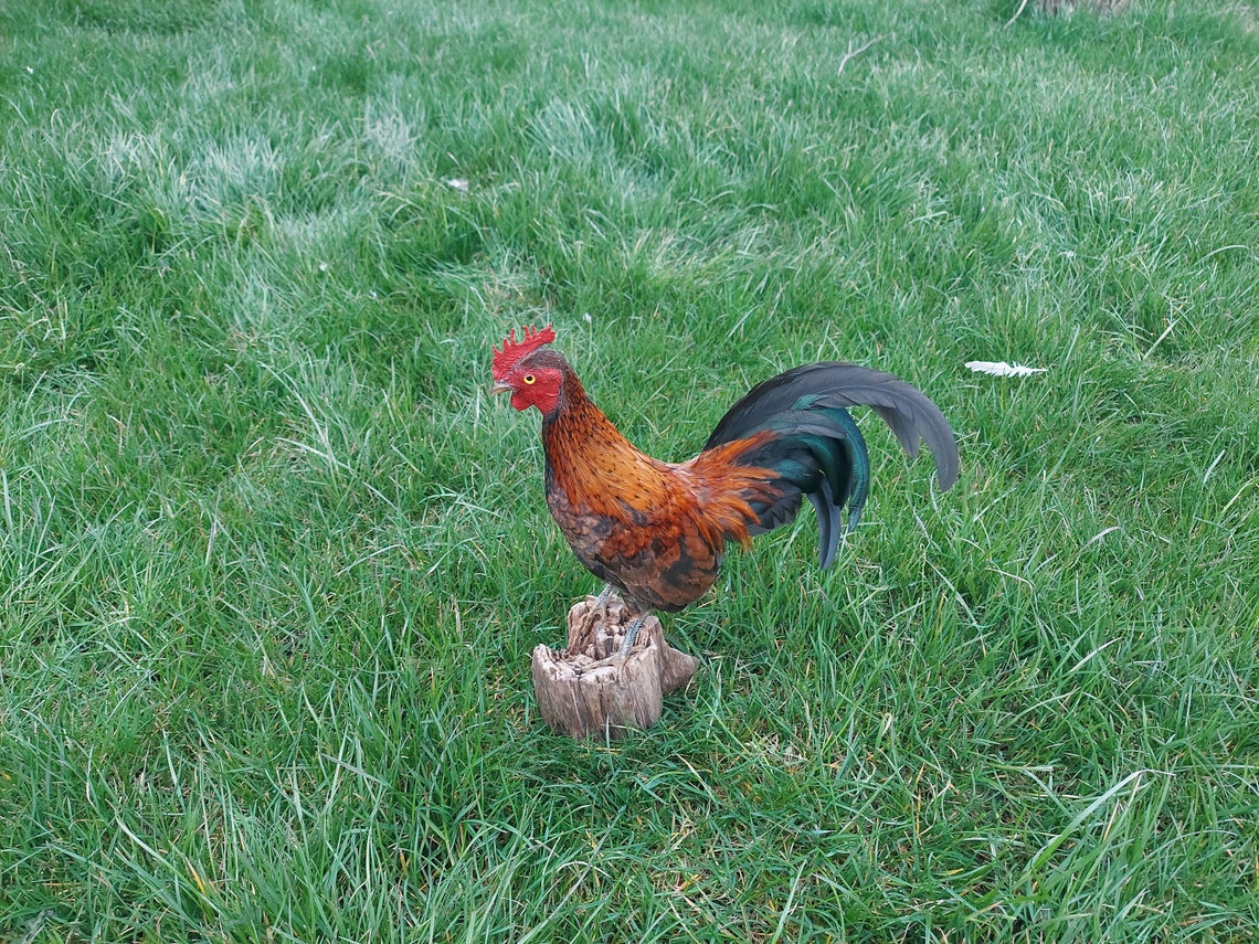 Domestic Chicken Rooster Taxidermy Mount - Etsy