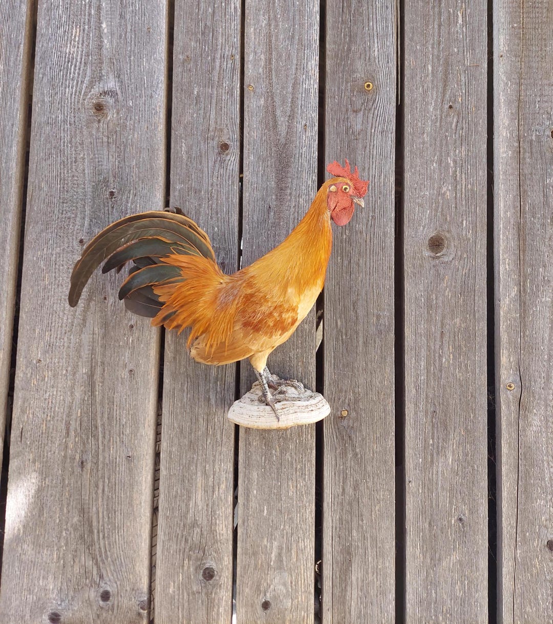 Cockrell Rooster Taxidermy Uchwyt ścienny - Etsy