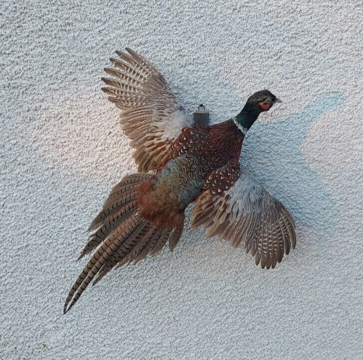 Ringneck Pheasant Taxidermy Mounts - Etsy