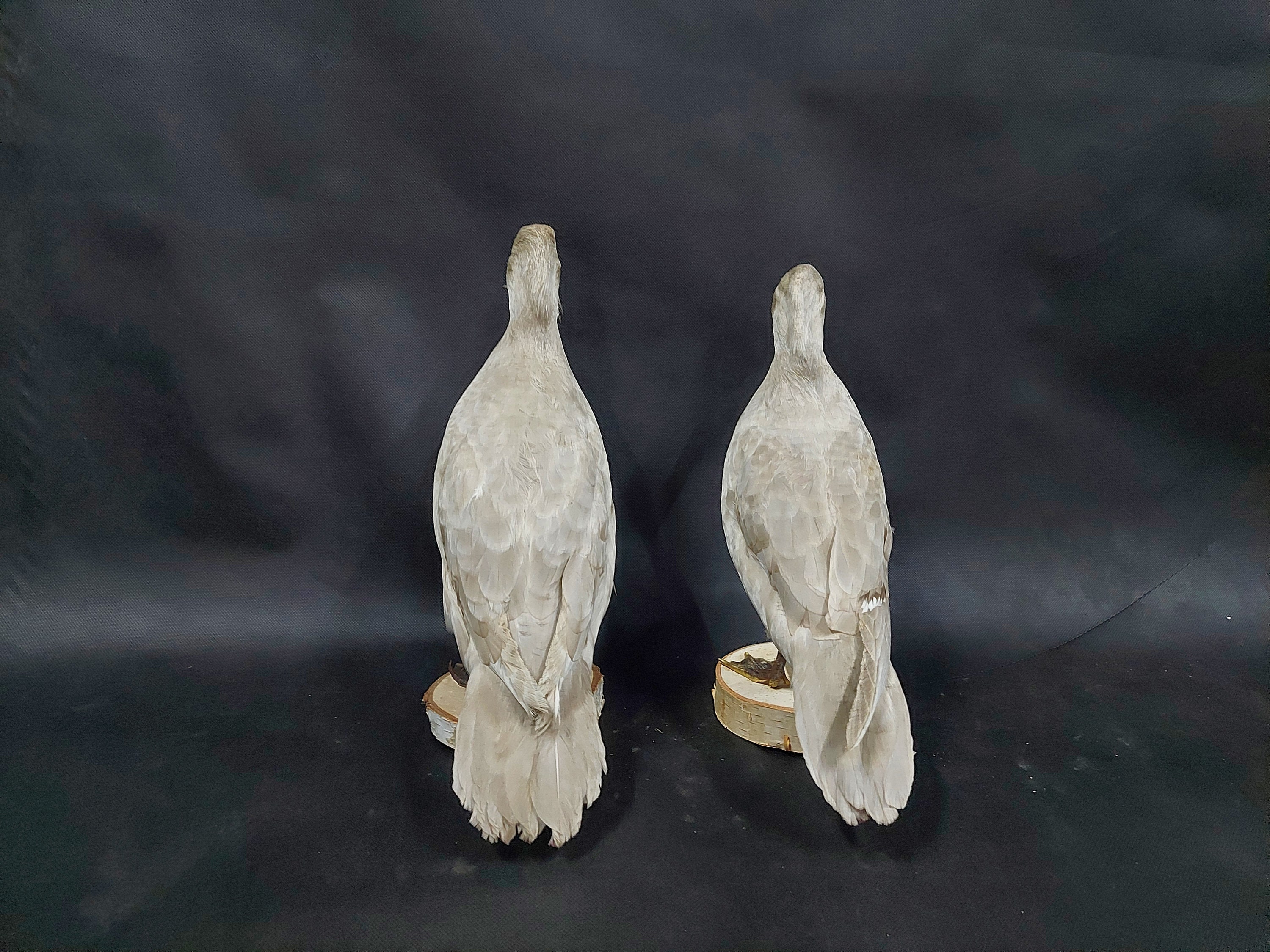 Silver Wood Duck Mount Wood Duck Pair Taxidermy Bird Mount For Sale