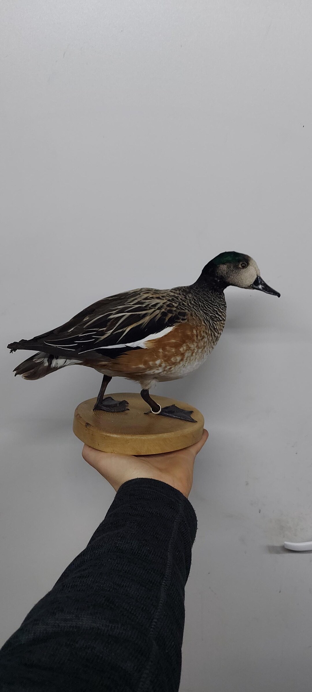Chiloe Widgeon Taxidermy Mount - Etsy