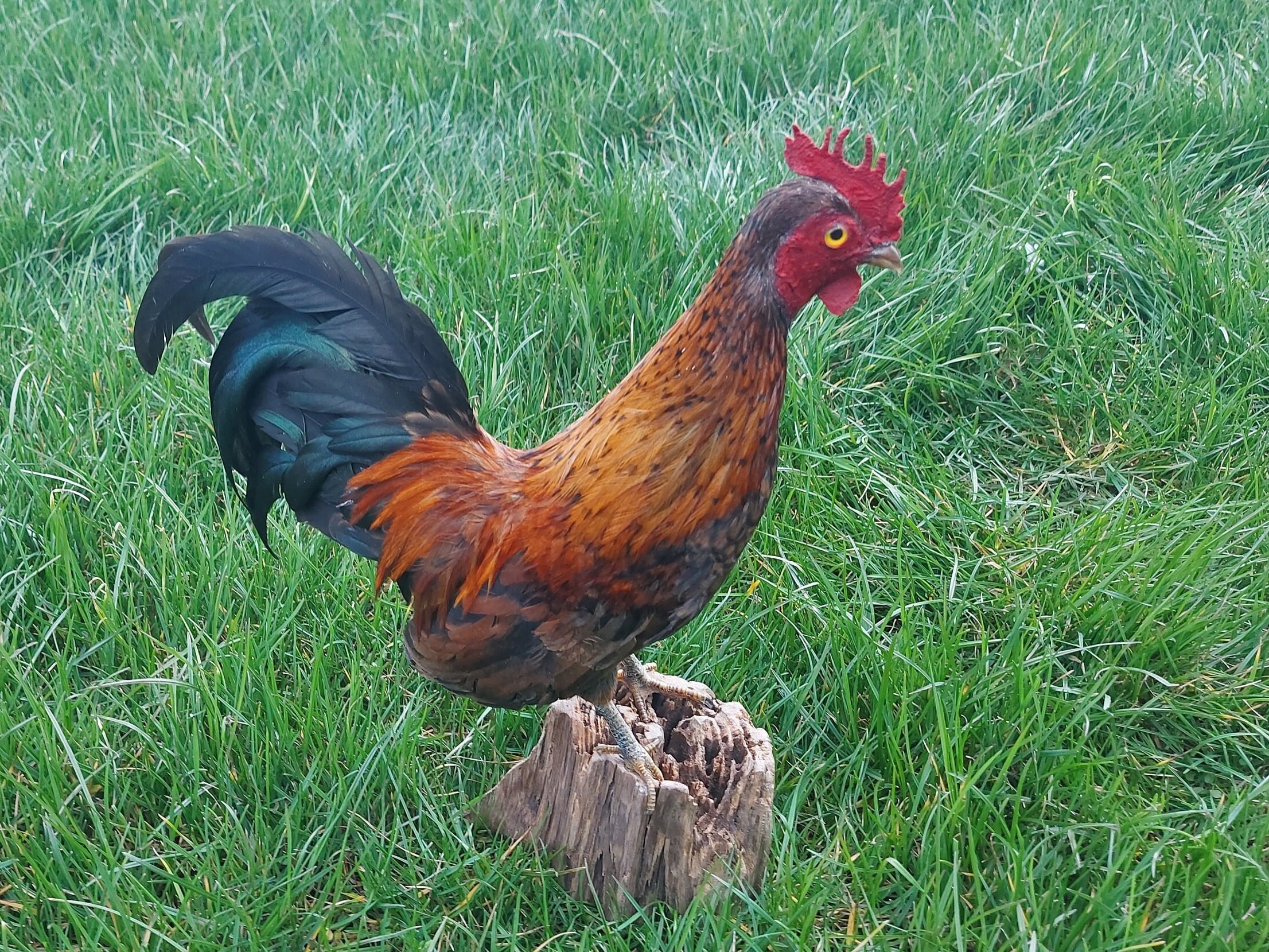 Domestic Chicken Rooster Taxidermy Mount - Etsy