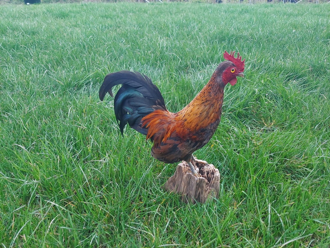 Domestic Chicken Rooster Taxidermy Mount - Etsy
