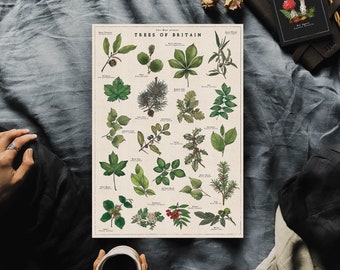 Botanical Tree Poster - Etsy