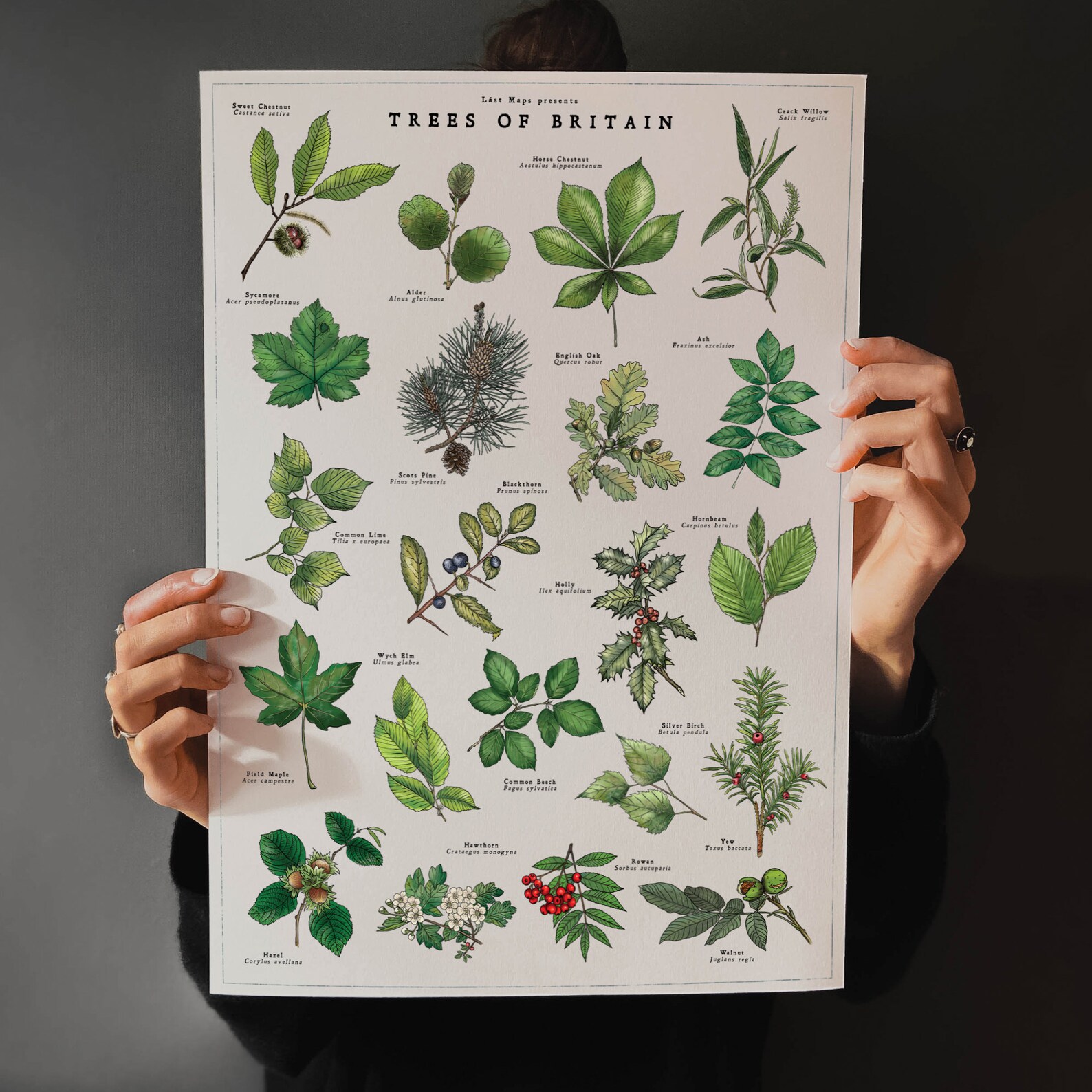 British Trees Poster Vintage Tree Artwork Native Trees of - Etsy UK