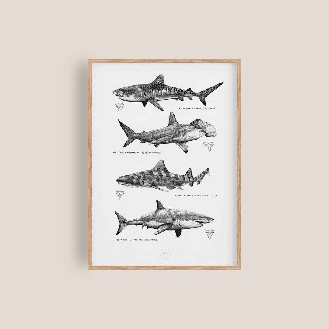 Sharks Poster | Shark Species Wall Art Print | Sea Creatures Art ...