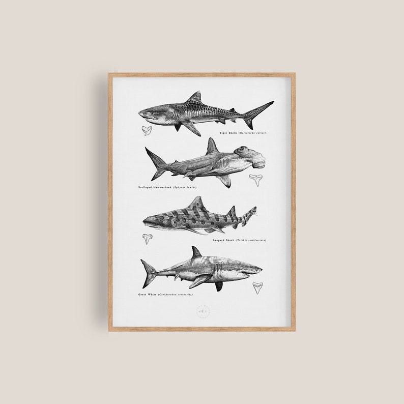 Sharks Poster Shark Species Wall Art Print Sea Creatures - Etsy