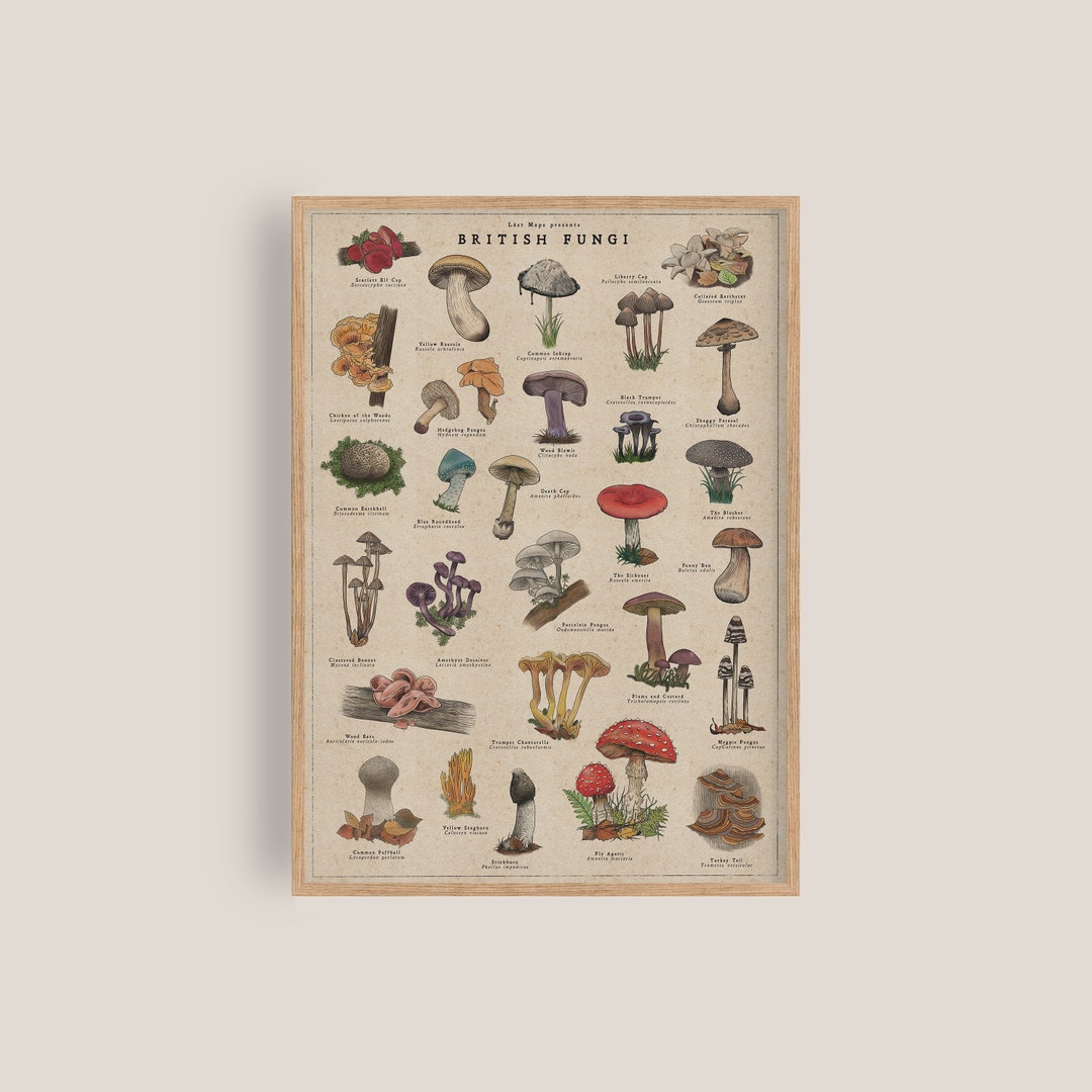 Mushrooms Print | Vintage Fungi Poster | Botanical Artwork | British ...