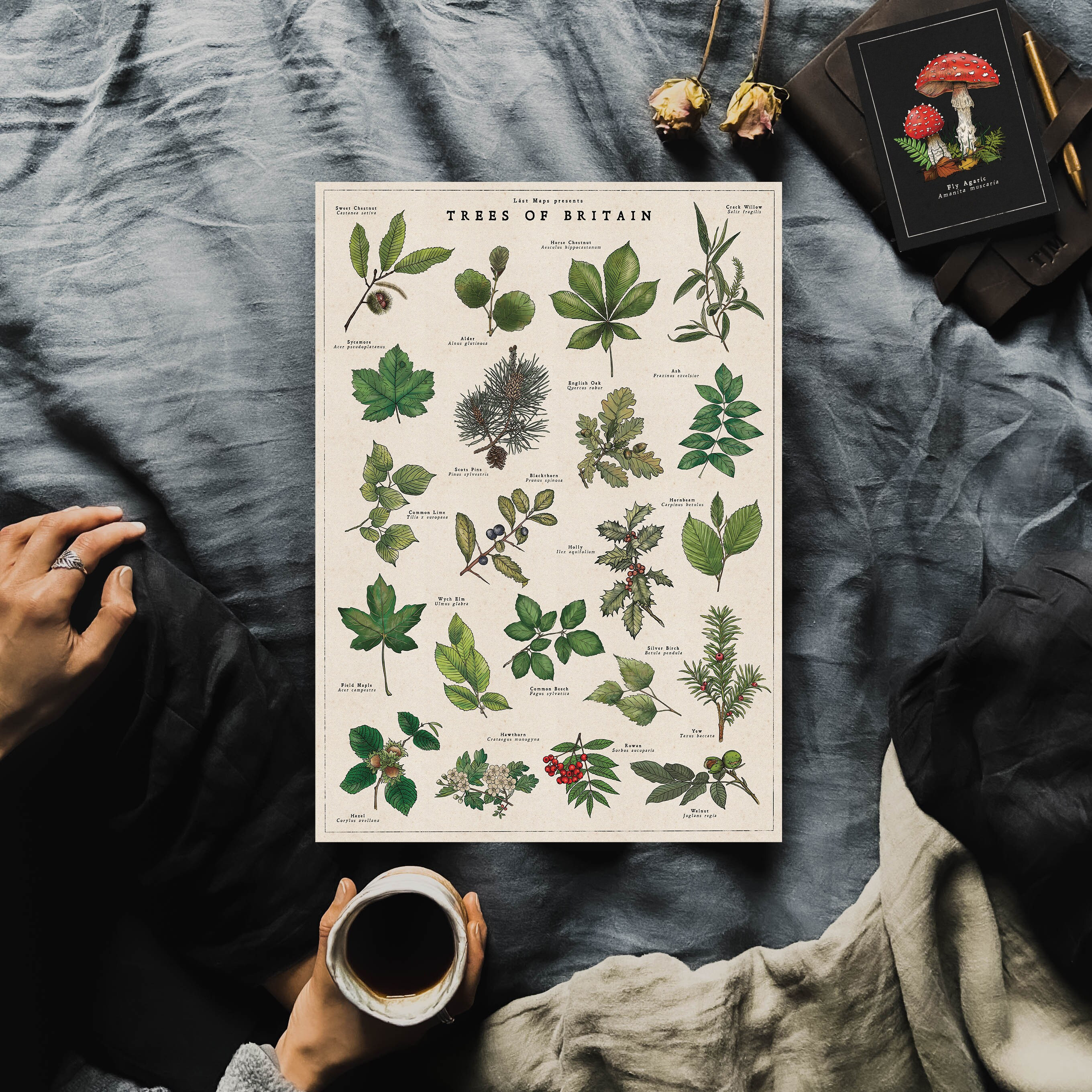 British Trees Poster, Vintage Tree Identification, Forest Wall Art ...