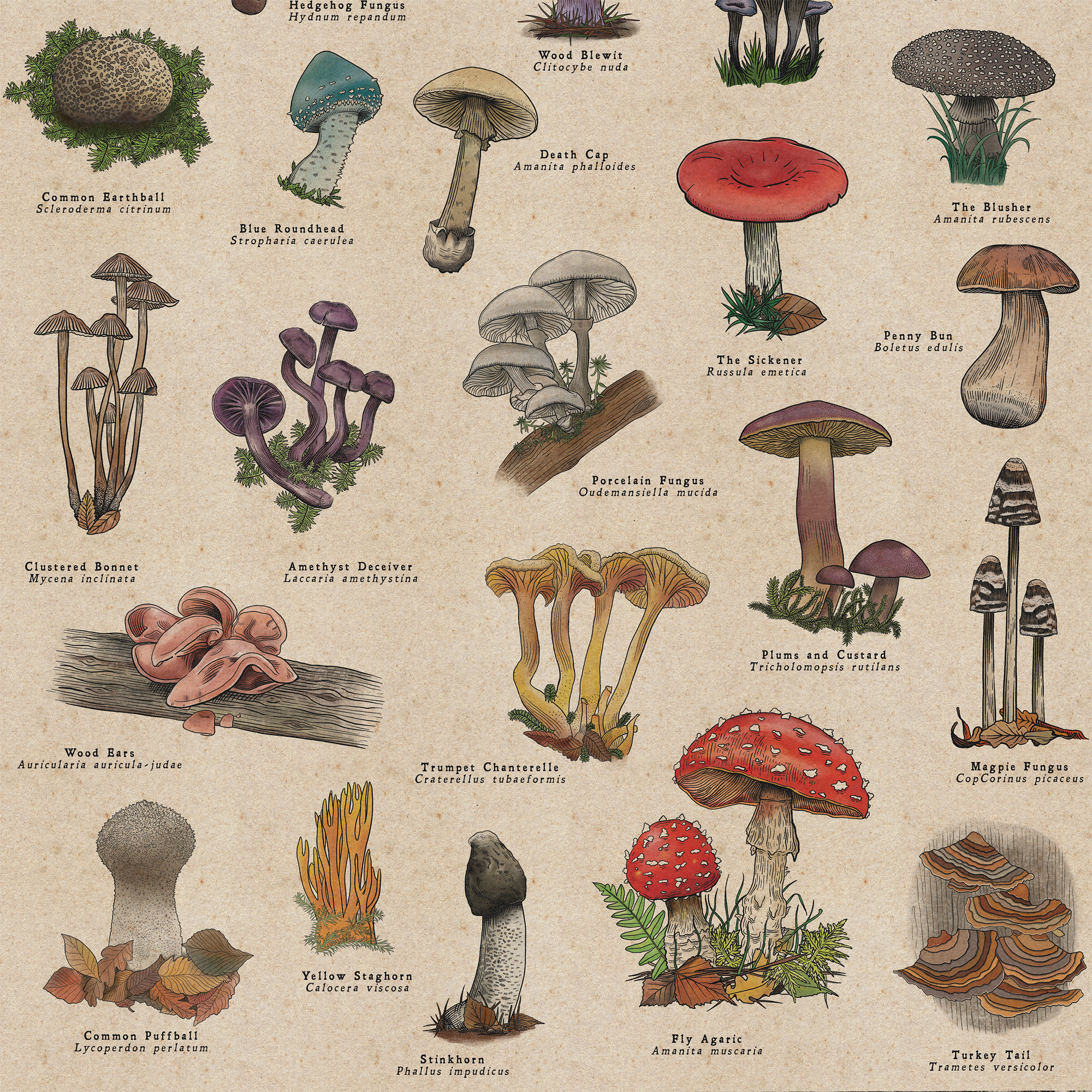Mushrooms Print | Vintage Fungi Poster sold by Sija Hong | SKU 1321552 ...