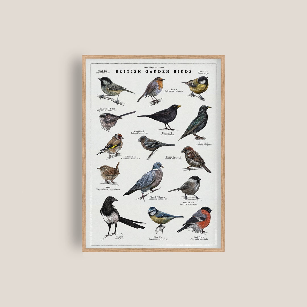 British Garden Birds Artwork | Wildlife Print | Watercolour Bird Art ...