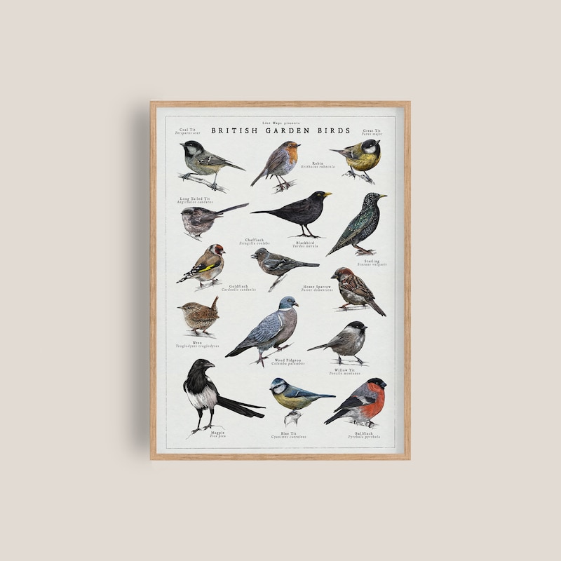 British Birds Poster - Etsy UK