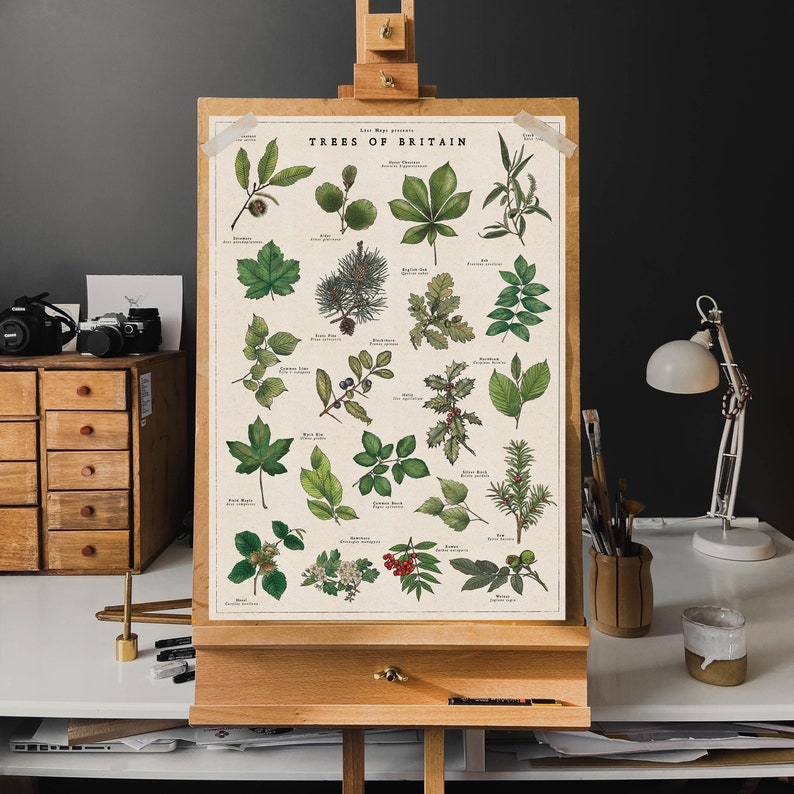 British Trees Poster Vintage Tree Artwork Native Trees of - Etsy UK