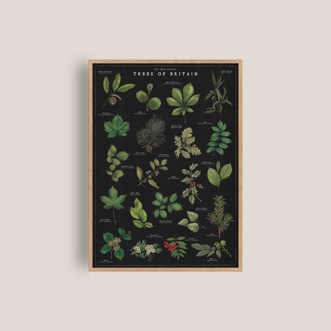 British Trees Poster, Vintage Tree Identification, Forest Wall Art ...