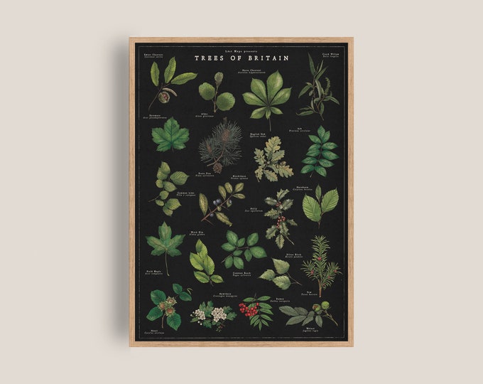 Tree Leaves Identification Poster British Species - Etsy Canada