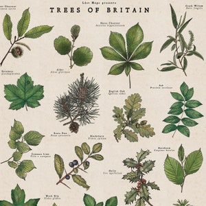 British Trees Poster, Vintage Tree Identification, Forest Wall Art ...