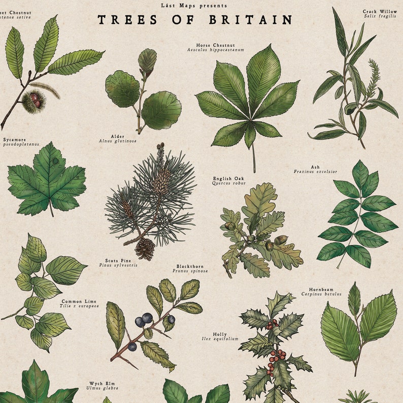British Trees Poster Vintage Tree Artwork Native Trees of - Etsy UK