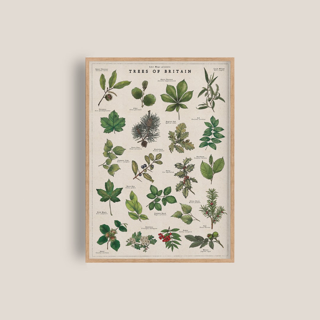 British Trees Poster, Vintage Tree Identification, Forest Wall Art ...